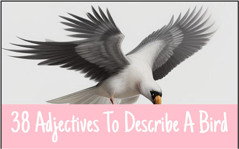 38 Adjectives To Describe A Bird - Vivid Writing Tips
