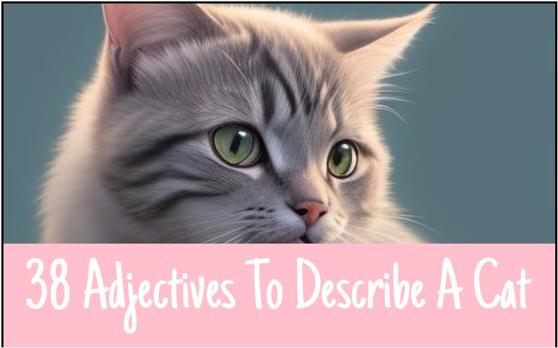 38 Adjectives To Describe A Cat - Vivid Writing Tips