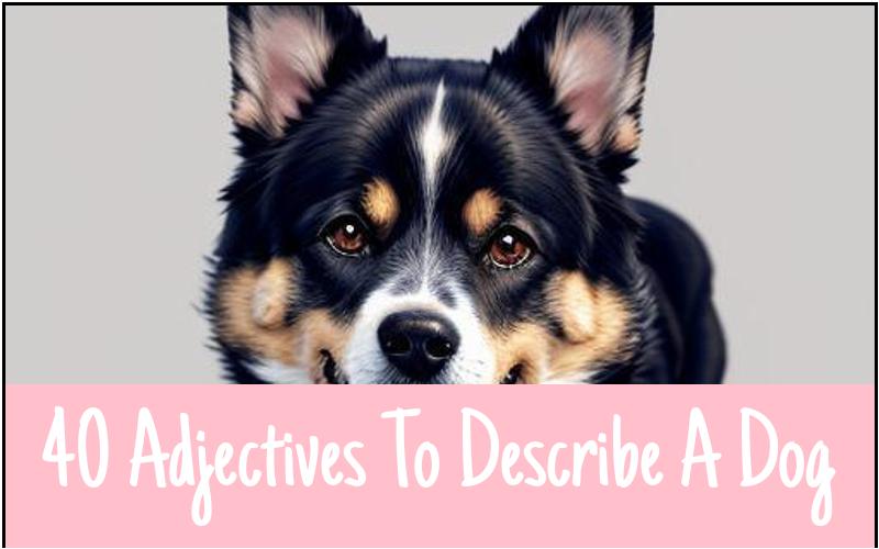 40 Adjectives To Describe A Dog - Vivid Writing Tips