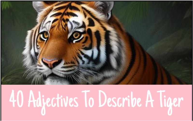 40 Adjectives To Describe A Tiger - Vivid Writing Tips