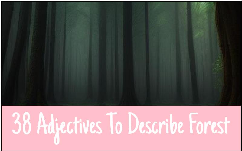 38 Adjectives To Describe Forest - Vivid Writing Tips