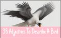38 Adjectives To Describe A Bird - Vivid Writing Tips