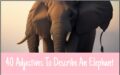 40 Adjectives To Describe An Elephant - Vivid Writing Tips