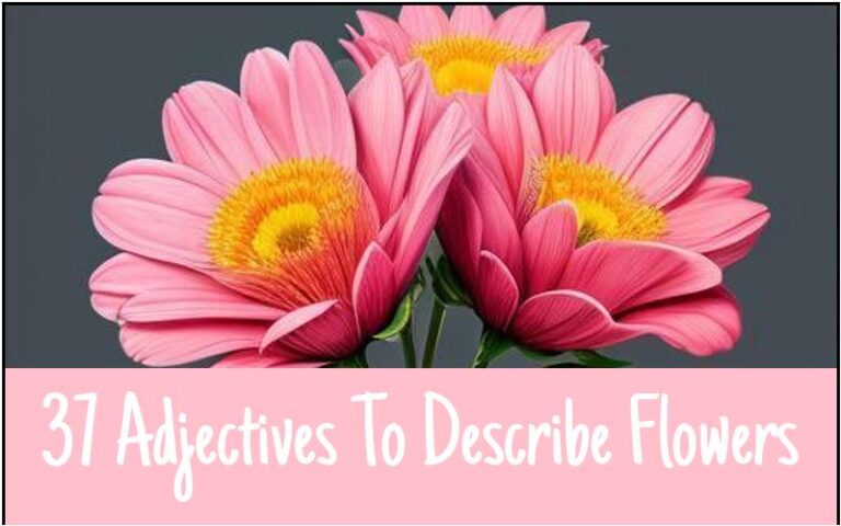 37 Adjectives To Describe Flowers - Vivid Writing Tips
