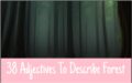38 Adjectives To Describe Forest - Vivid Writing Tips