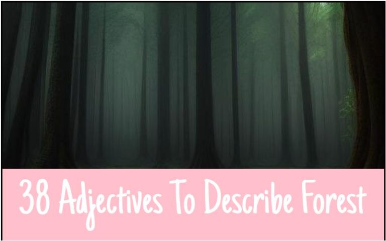 38 Adjectives To Describe Forest - Vivid Writing Tips